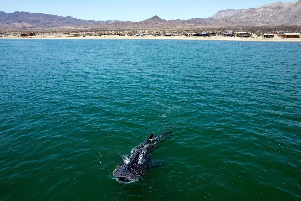 Over 70 shark, ray species win new wildlife trade protections | Jordan ...