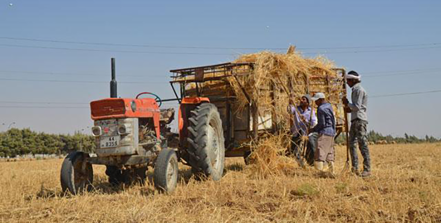 Jordan's wheat reserves sufficient for 10 months, prices stable ...