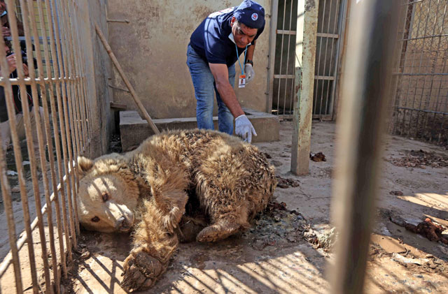 Saving Simba and Lula, last two survivors of Mosul zoo | Jordan Times
